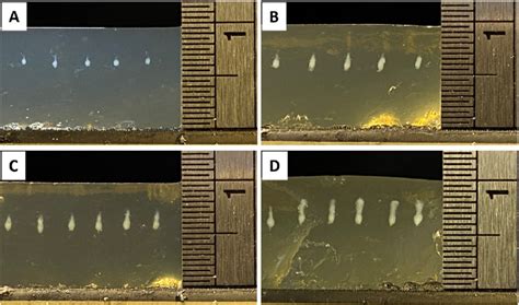 Lesions Created In Tissue Mimicking Gel Using Trana With Clip On Download Scientific Diagram
