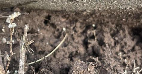 Ants And Things Album On Imgur