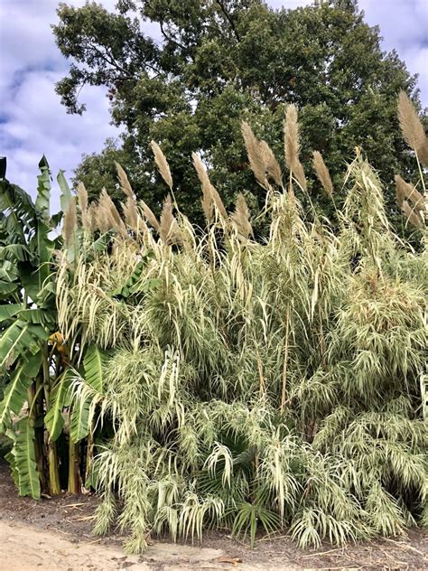 Arundo Donax Giant Reed Giant Reed Grass Spanish Reed North