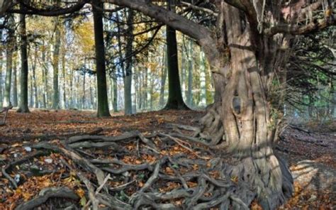 Let S Talk About Sex And Ego States Julie Leoni