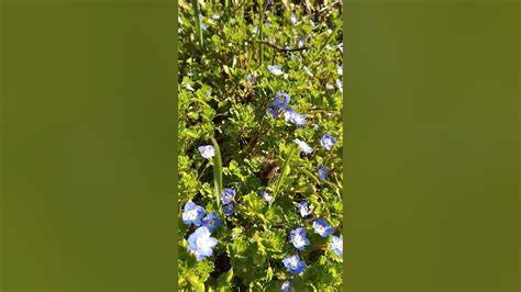 Чудові квіти та бджоли Youtube