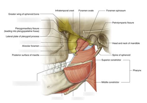 Fossa Diagram Quizlet