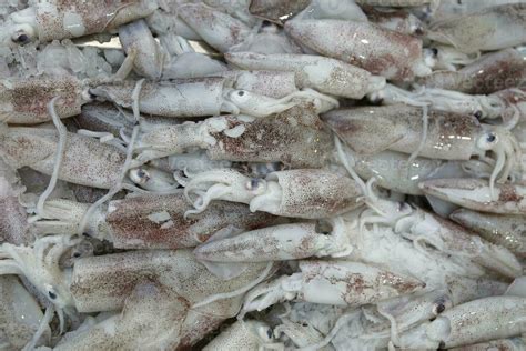 Fresh Squid Calamari Cuttlefish At Weekly Street Market 24317949 Stock