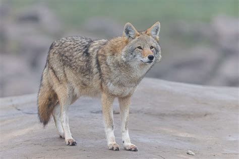 Difference Between Fox And Coyote Outdoor Pests