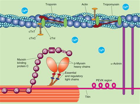 Sarcomere Protein