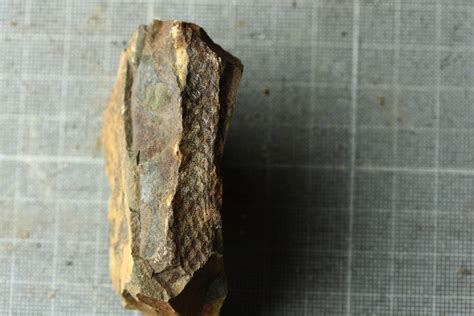 Lepidodendron Fossilsaustralia Com