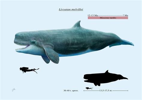 Livyatan Melvillei A Species Of Sperm Whale That Had The Largest Teeth