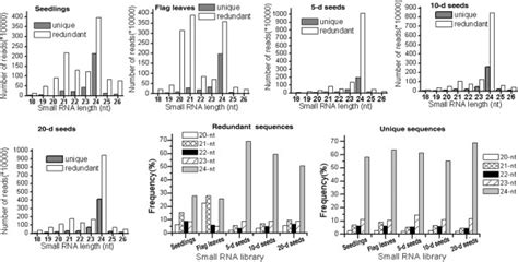 Size Distribution Of Redundant And Unique Short Rna Sequences Number Download Scientific