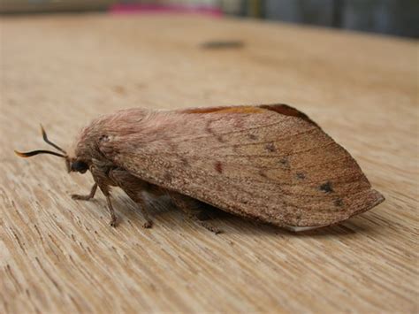 Lepidoptera Families Flashcards Quizlet