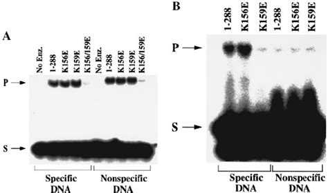 UV Crosslinking And Specific Photo Crosslinking Of Viral DNA To HIV Download Scientific