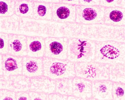 Mitosis Prophase Microscope
