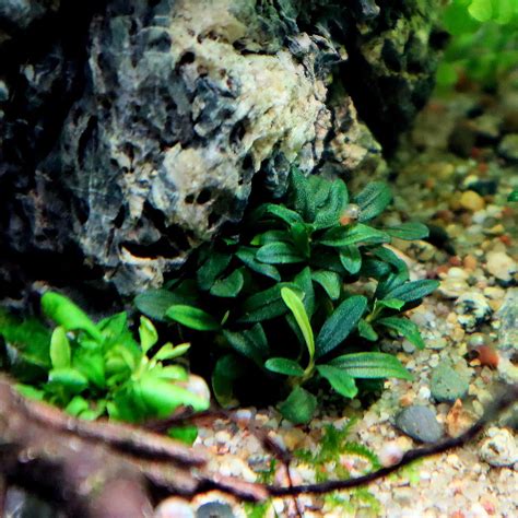 Bucephalandra Alle Arten Im Vergleich Wasserpflanzen Blog