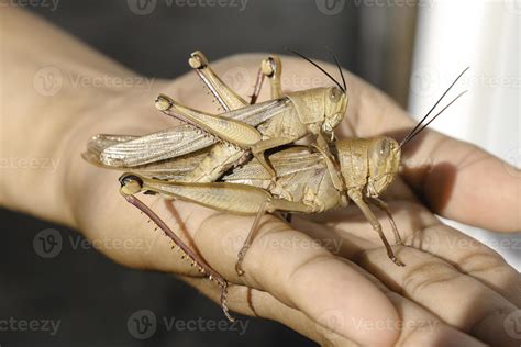 Mating Of Grasshoppers Grasshopper Breeds Sexually Namely The Distribution Of Sperm Of Male