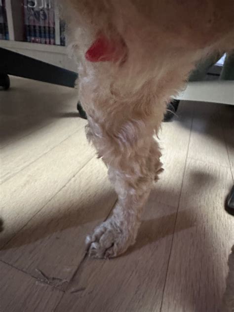 강아지 생식기 빨감 지식in