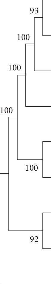 Llustrating A Phylogenetic Tree Of The Shortlisted Microorganisms Where Download Scientific