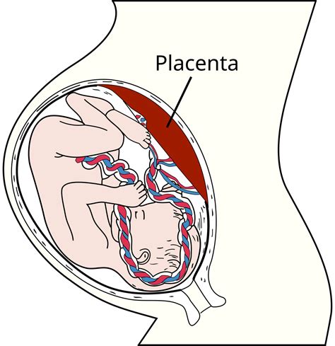 Placenta Simple English Wikipedia The Free Encyclopedia