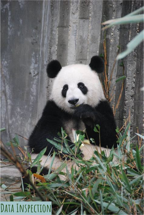 Mastering Pandas Indexing Loc And Iloc By Skyler Dale Analytics