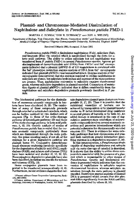 Pdf Plasmid And Chromosome Mediated Dissimilation Of Naphthalene And Salicylate In