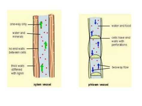 Tissues Chapter 6 Class 9 Pptx Gardening Home And Garden