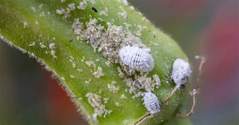 How To Get Rid Of Mealy Bugs On Succulents Identification And Treatment