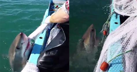 A Badass Aussie Told A Great White Shark To Fck Off And It Actually