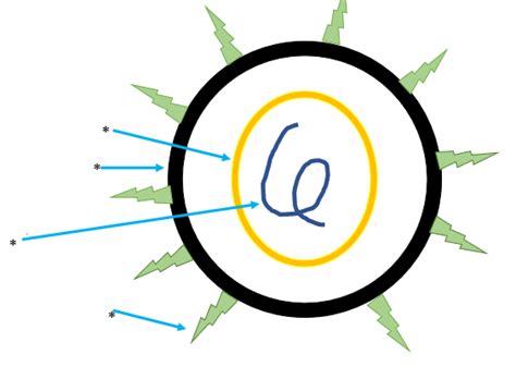 Virus Diagram Quizlet Virus Diagram Quizlet