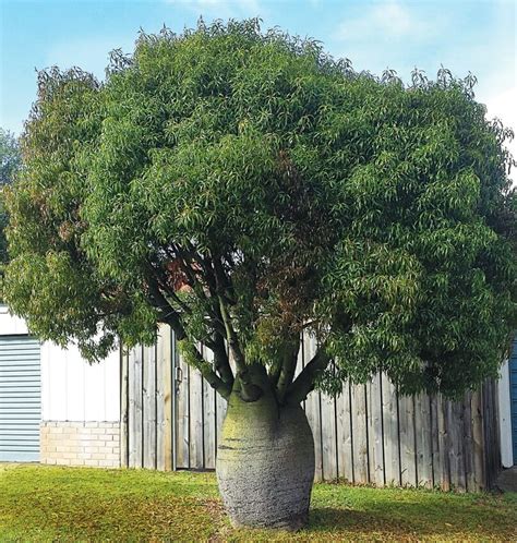 Queensland Bottle Tree Bottle Tree For Sale Hello Hello Plants