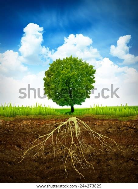 Section Soil Showing Root Tree Stock Photo Edit Now