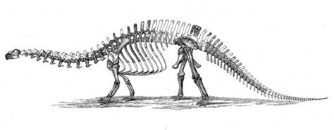 Apatosaurus Skeleton Fossils And Bones Dinosaur Pictures Photos And Facts