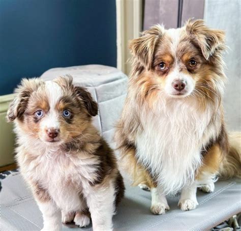 When Is A Mini Aussiedoodle Full Grown Full Adult Size