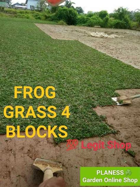 Frog Grass Live Plant 4 Blocks Legit Online Shop 1 Supplier Of Frog