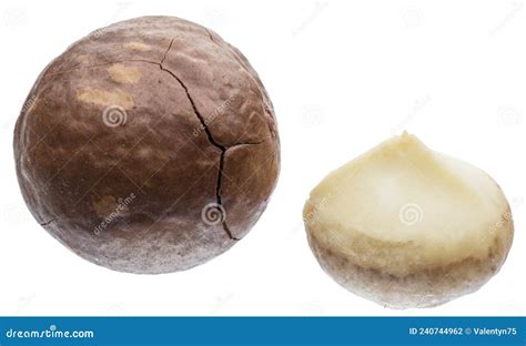 Whole Macadamia Nut And Macadamia Nut Kernel Isolated On White