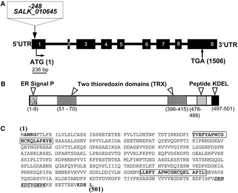 Figure 1 From Arabidopsis Protein Disulfide Isomerase 5 Inhibits