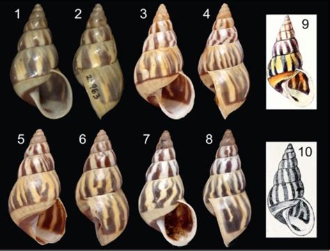 Leiostracus Subtuszonatus Pilsbry 1899 Conquiliologistas Do Brasil