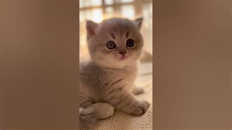 Cutecatcandee Real Kitten Moments 🐾 Cutecatcandee Cat Cute Shorts