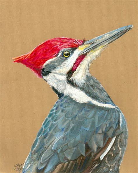 Pileated Woodpecker Drawing At Getdrawings Free Download