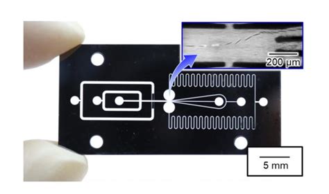 Pumps On Microfluidic Chips Speed Up Cell Sorting Asian Scientist Magazine