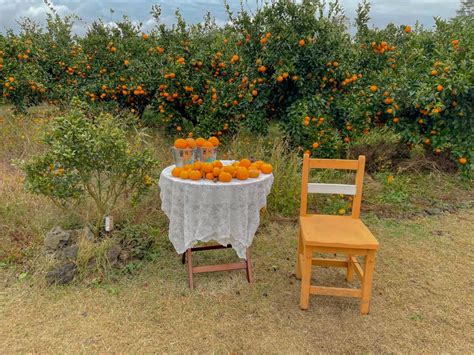 제주하면 떠오르는 귤 만나다 [귤의정원바령] 두피디아 여행기