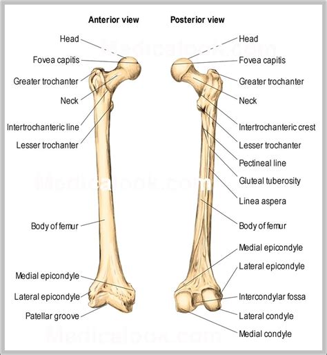 Femur Anatomy Diagram Image Anatomy System Human Body Anatomy