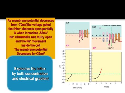 Ppt Resting Membrane Potential Powerpoint Presentation Free Download