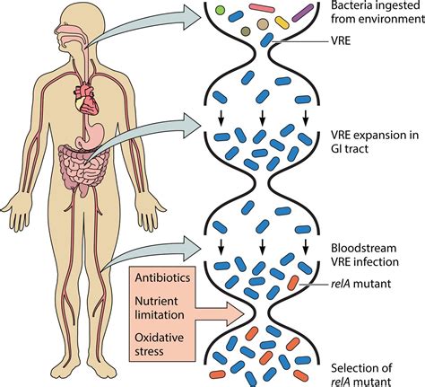 Enterococcus Causes Symptoms Treatment Enterococcus