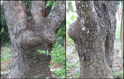 Hey Pandas Take A Picture Of Nature If It Looks Like Something Else Bored Panda