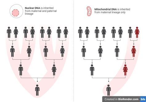 Extrachromosomal Inheritance Introduction Types Examples Sciencevivid Extrachromosomal Inheritance Introduction Types Examples Sciencevivid