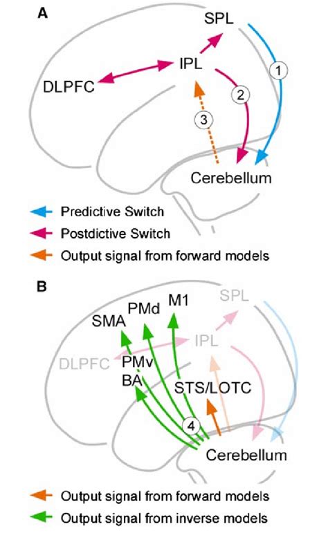 Schematic Diagrams Of Functional Pathways Between The Cerebral Regions