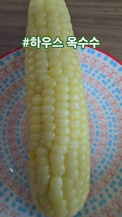 옥수수 하우스 옥수수 정의송 강냉이 Youtube