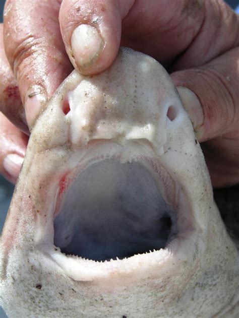 Freshwater Dogfish Bait From The Galley Spiny Dogfish Livornese The