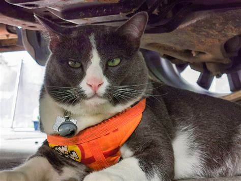 ปลุกมนุษย์ แต่เช้า มนุษย์ ก็ไม่ยอมตื่น บุญรอด แมวหน้ามึน