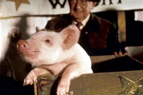 Begin Je Eerste Kerstdag Al Lekker Vroeg Met De Familiefilm Babe Op Net5 TVgids Nl