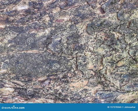 Texture Of A Tree Skin Stock Image Image Of Wooden 157378365