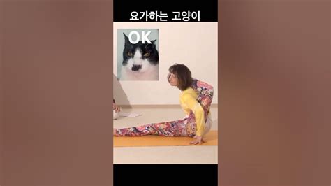 요가하는 고양이 Youtube